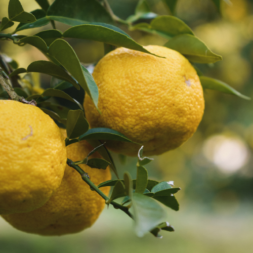 SHIROの旬シリーズ「ゆず 2023.12」香り高く上質なミストとハンドクリームを発売 | esthete