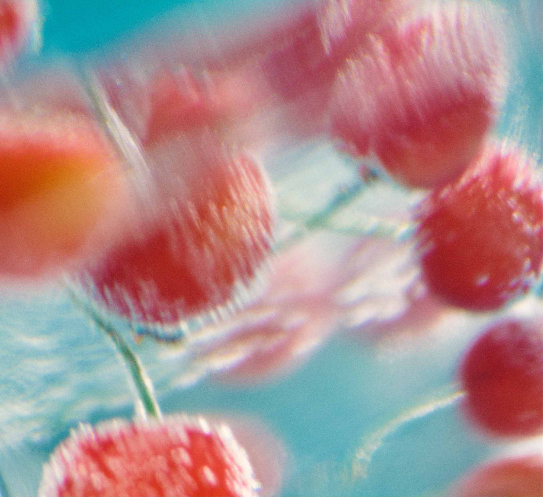 SHIROの限定フレグランスに「ブラックチェリー」が登場 香水、ディフューザー、ヘアマスクの3種 | esthete